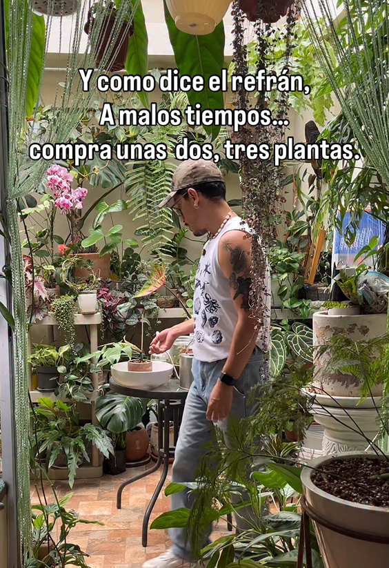 Refranes para plant lovers: frases inspiradoras para amantes de las plantas