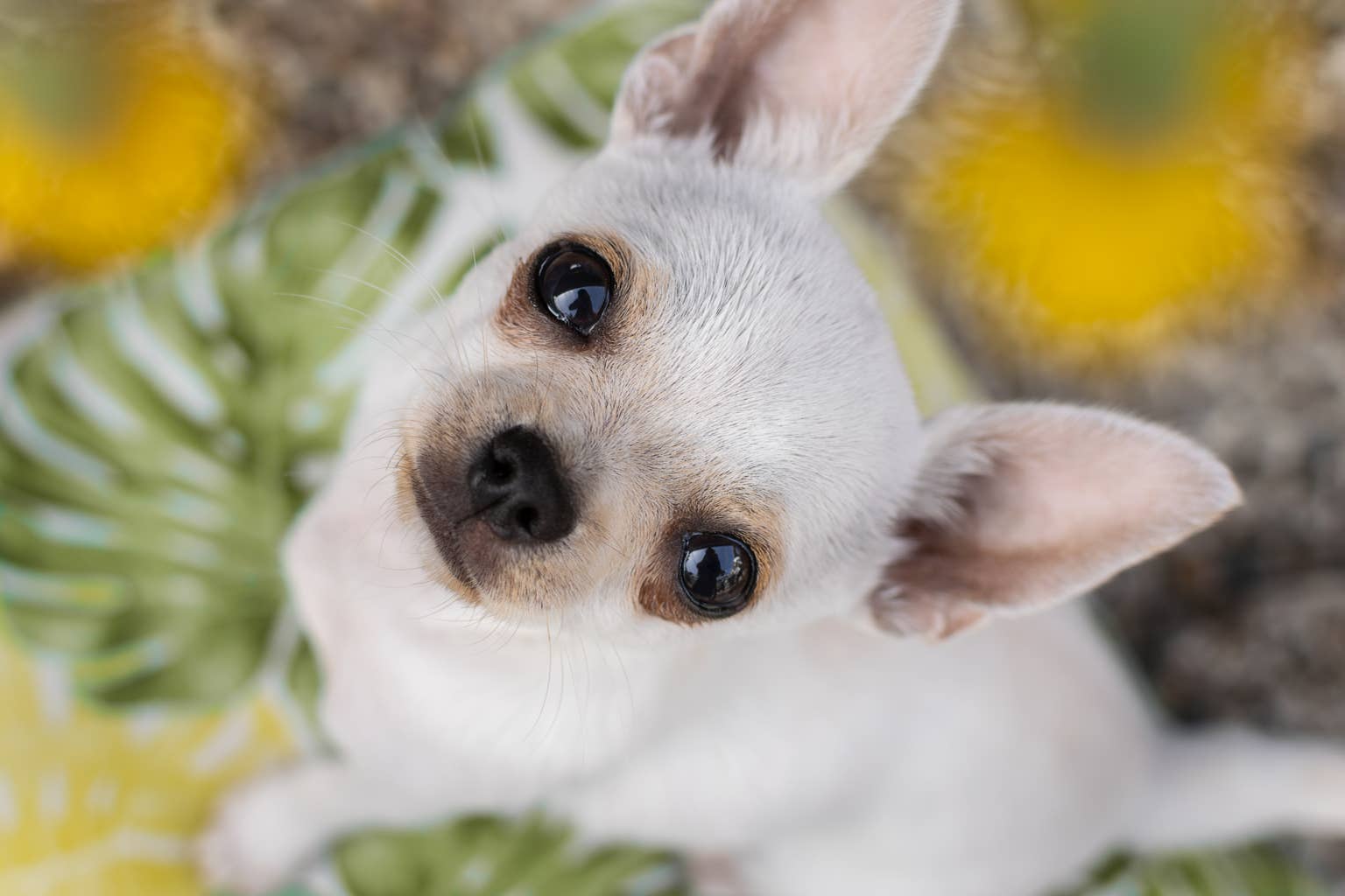 Why Pinky the rescue dog carries items when her mom comes home