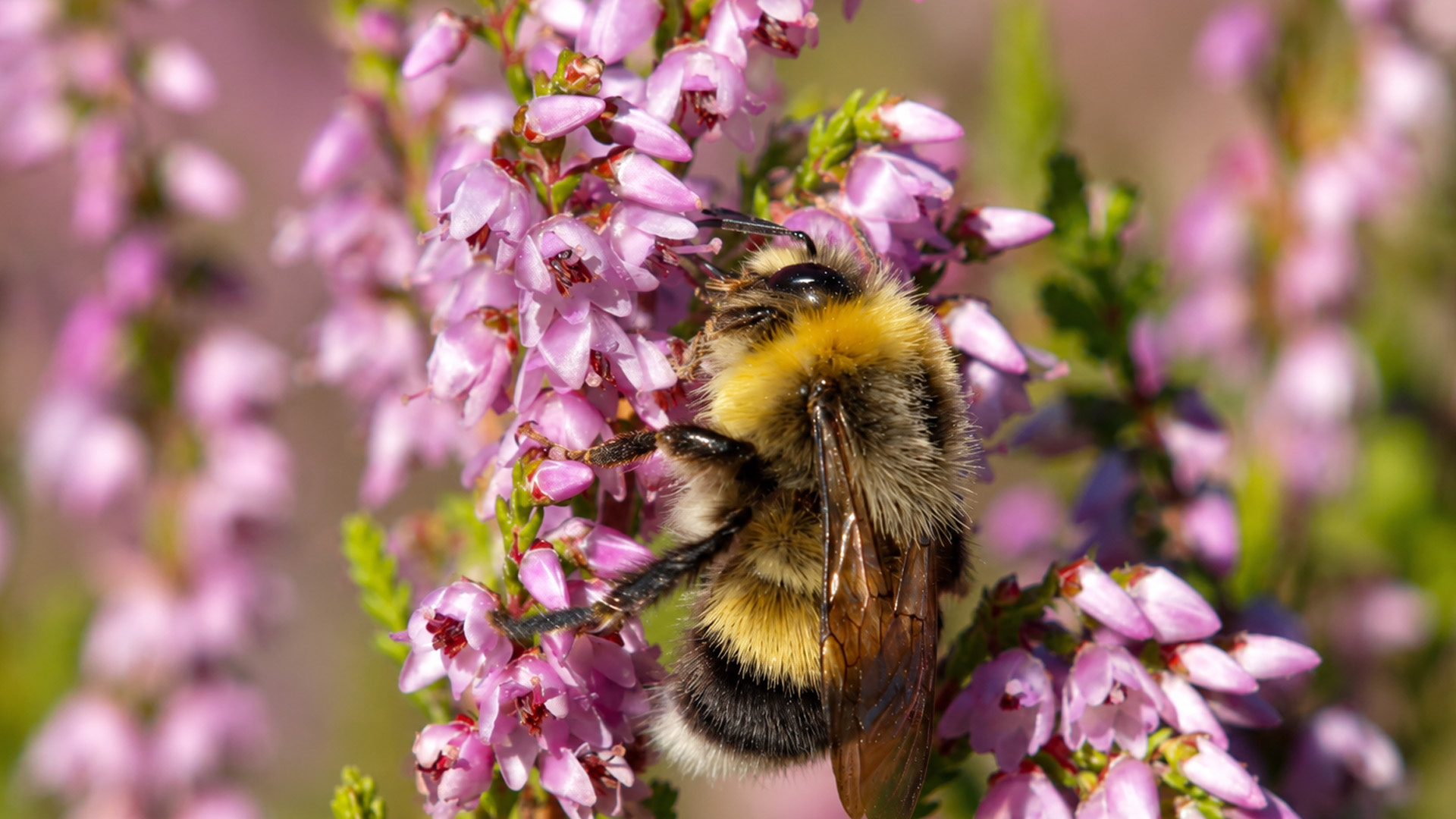 This flower patch became a feeding spot for a busy bumblebee