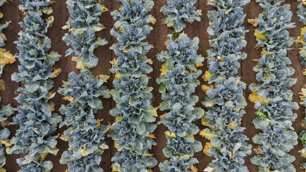 Cabbage love: tasty, healthy, and versatile ideas