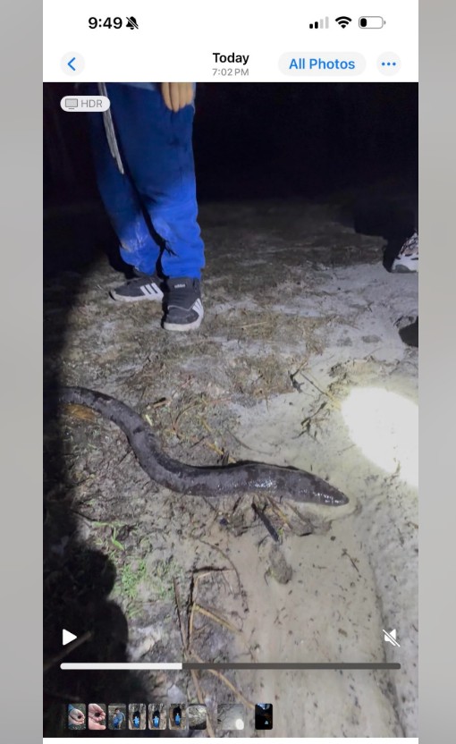 'I was unaware these existed': Florida resident discovers bizarre ...