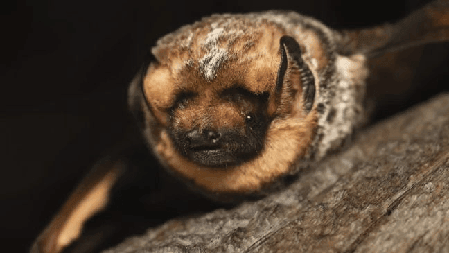 Bat found in the Tri-State tests positive for rabies; 1 person bitten
