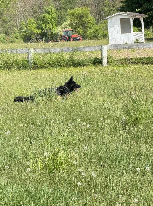 Saratoga Co. sheriff deputy, K-9 graduate from human remains detection ...
