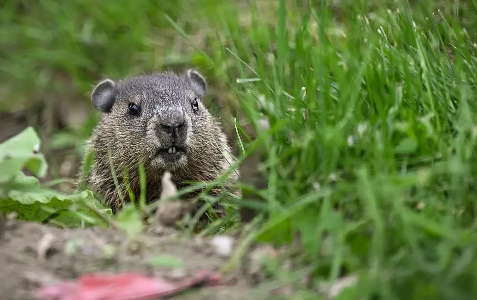 Groundhog-proof your garden this spring