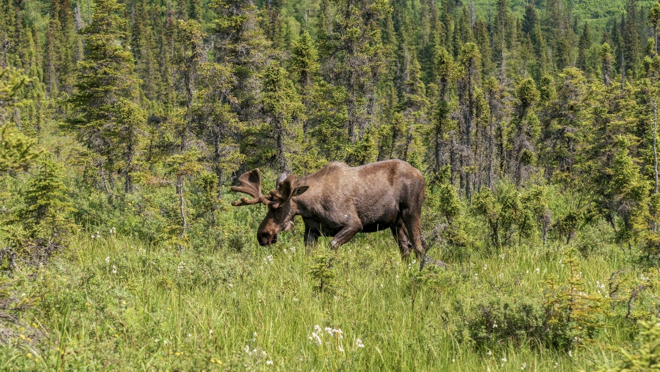 Moose secrets every nature lover should know