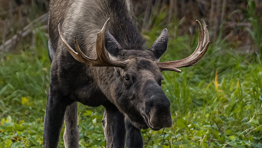 Moose secrets every nature lover should know