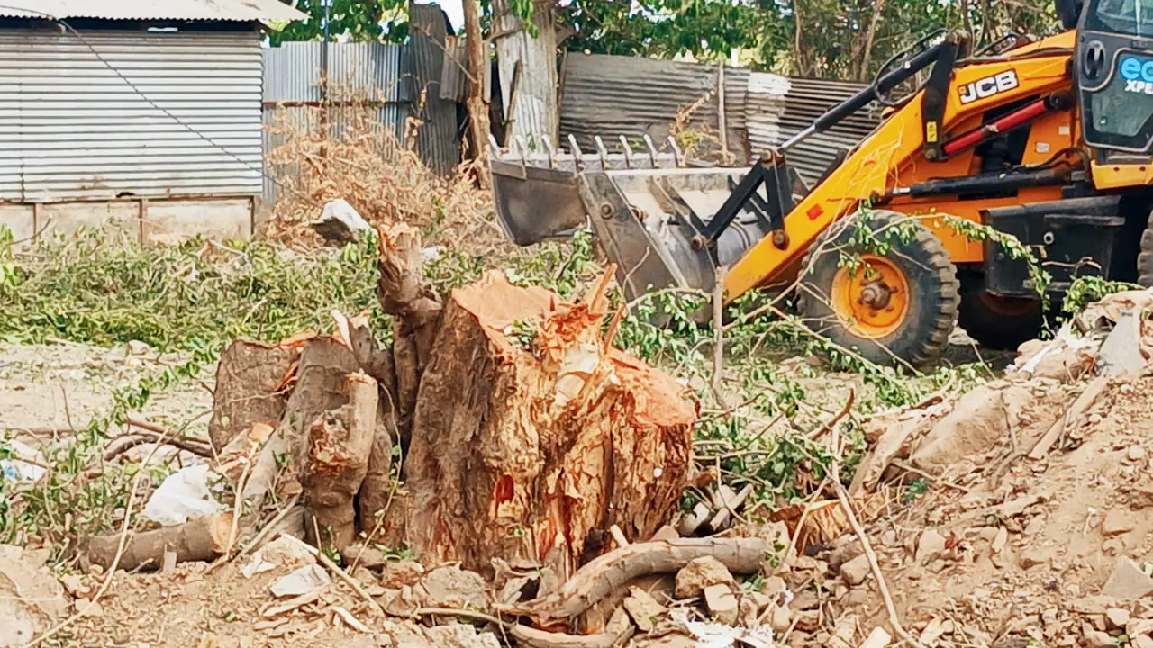 Environmental row erupts in Kharghar as PMC allows felling of 24 mature ...