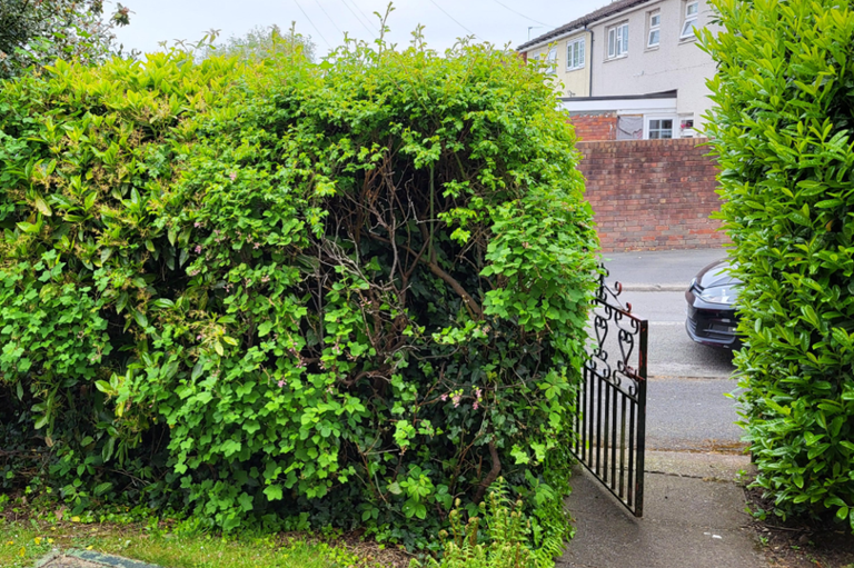 Our neighbours paved over their garden for cars and now demand we cut ...