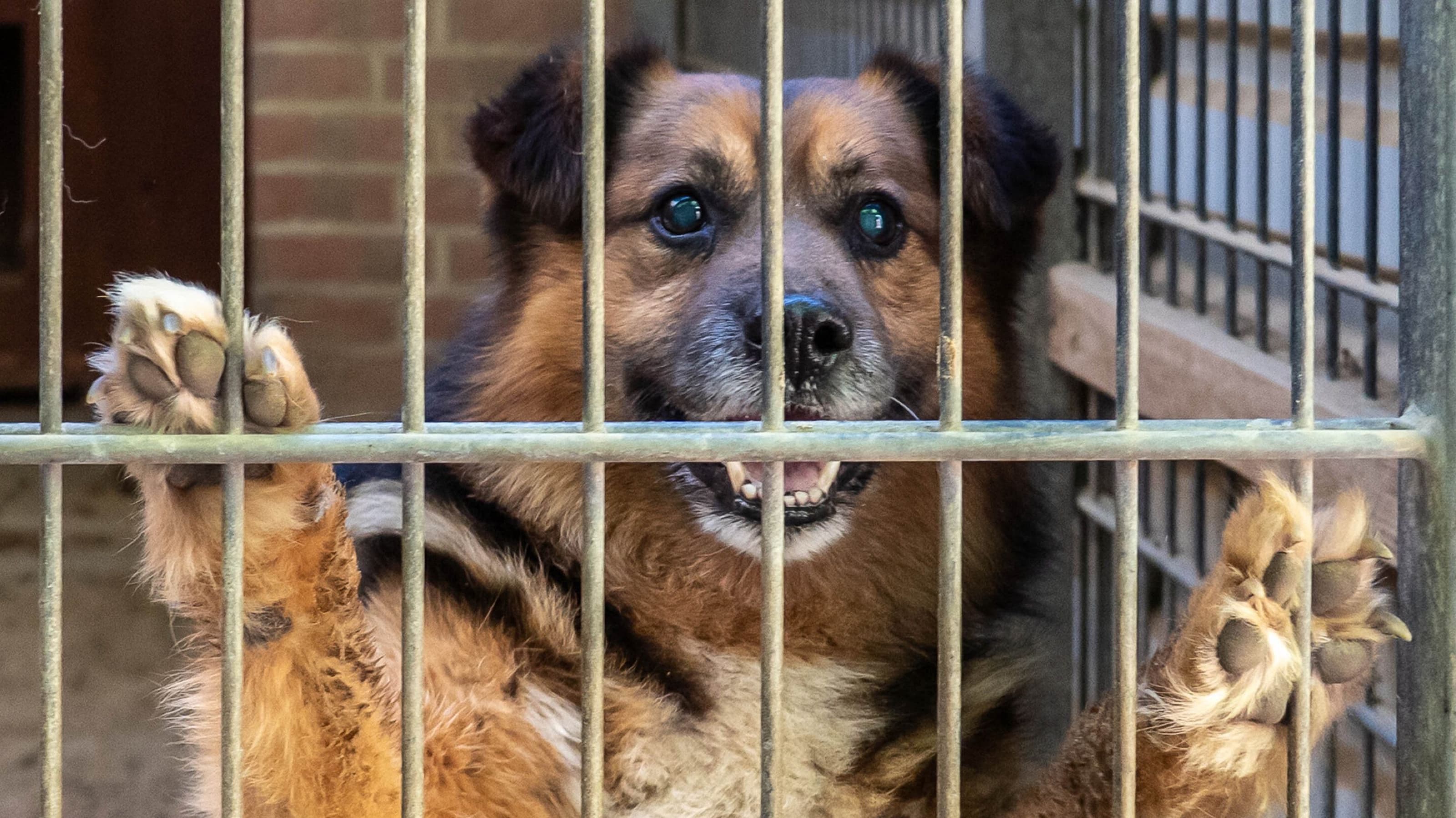 Pumba, Taco und Burrito bleiben einsam: Will wirklich niemand diese Hunde?