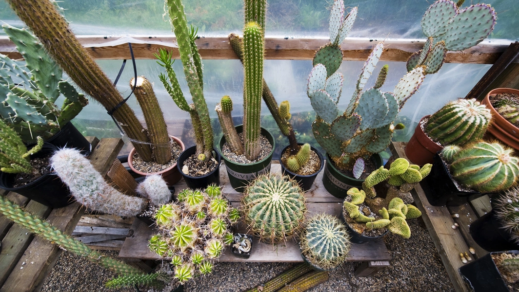Cactus care tips for thriving plants