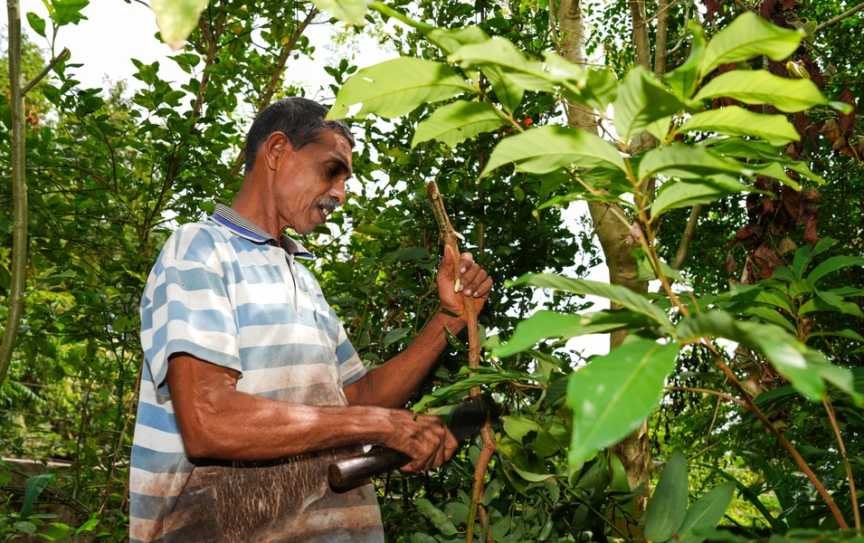Ceylon vs cassia: The cinnamon choice you need