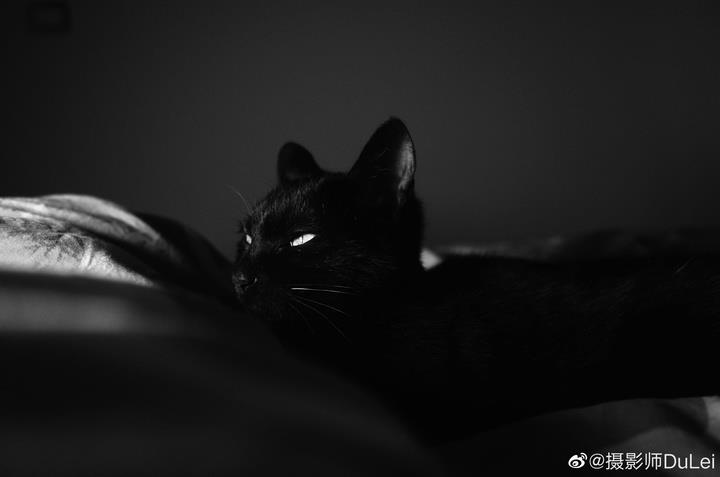 黑猫深夜凝视镜头，网友：它在思考人类的 existential crisis?