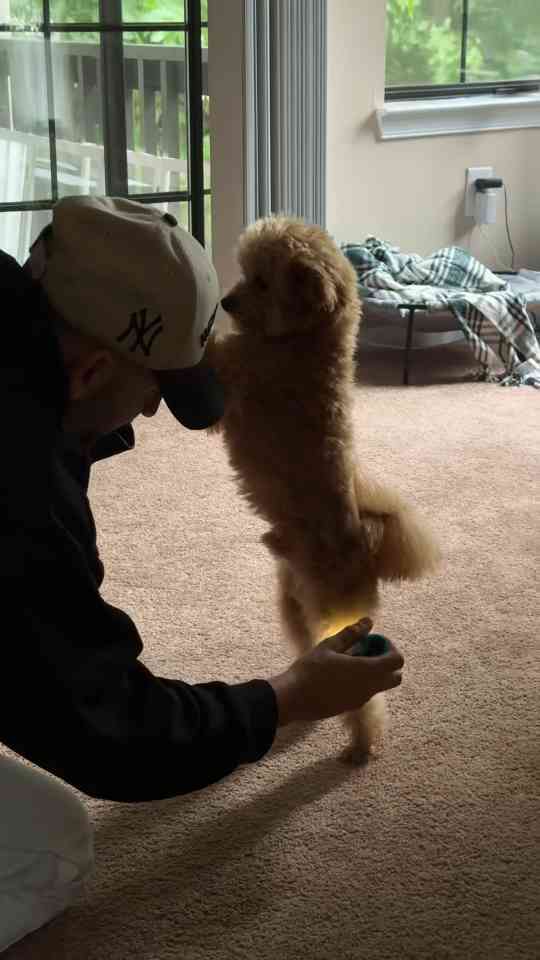 Barney the Pomapoo gets a flashlight check from his owner
