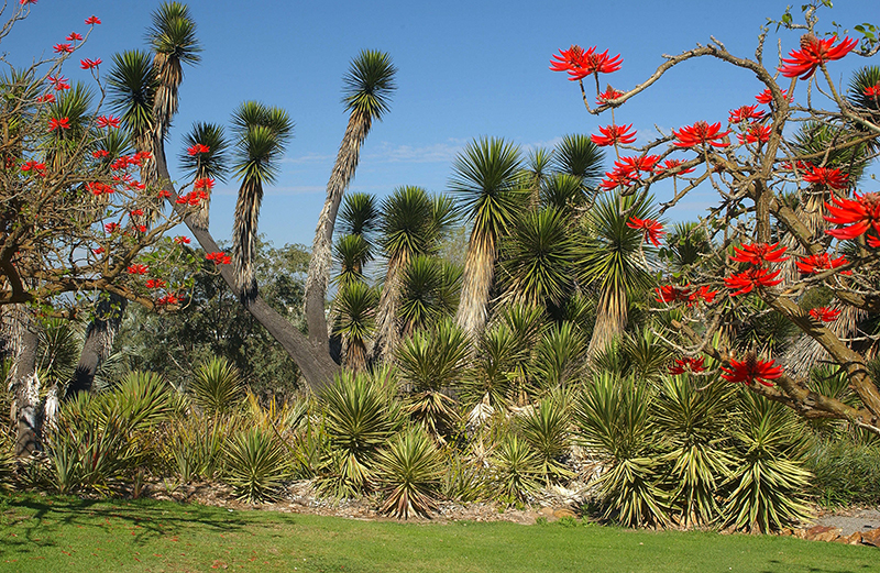 Atención amantes de las suculentas: este oasis de cactus en San Diego ...
