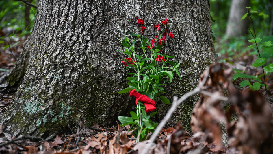Residents of an Charlotte neighborhood mourn the impending loss of trees