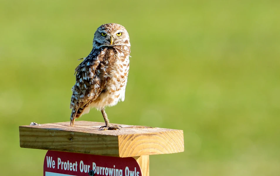 How to make your yard an owl haven