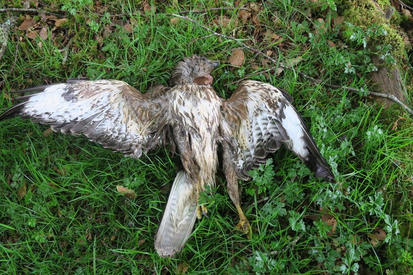 Graphic images show sick crimes of thugs who slaughter birds of prey as ...