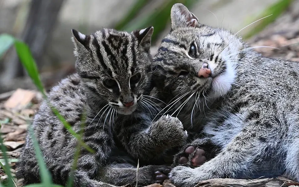 Inside the secret life of cat families