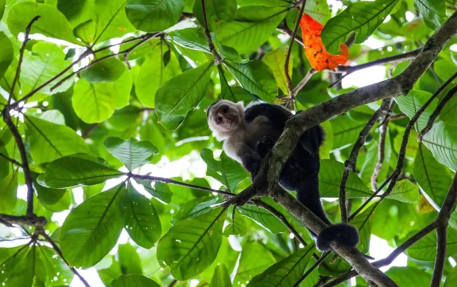 AI meets the wild in primate research