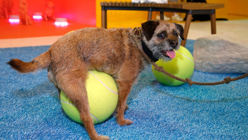 Smart toy picks for happier, healthier pups