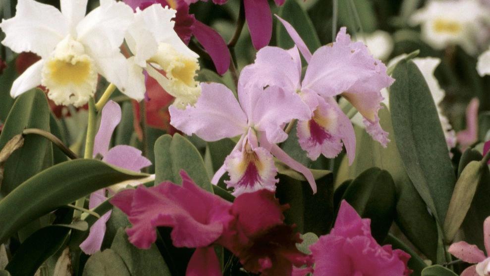 Orchid care secrets every plant lover should know