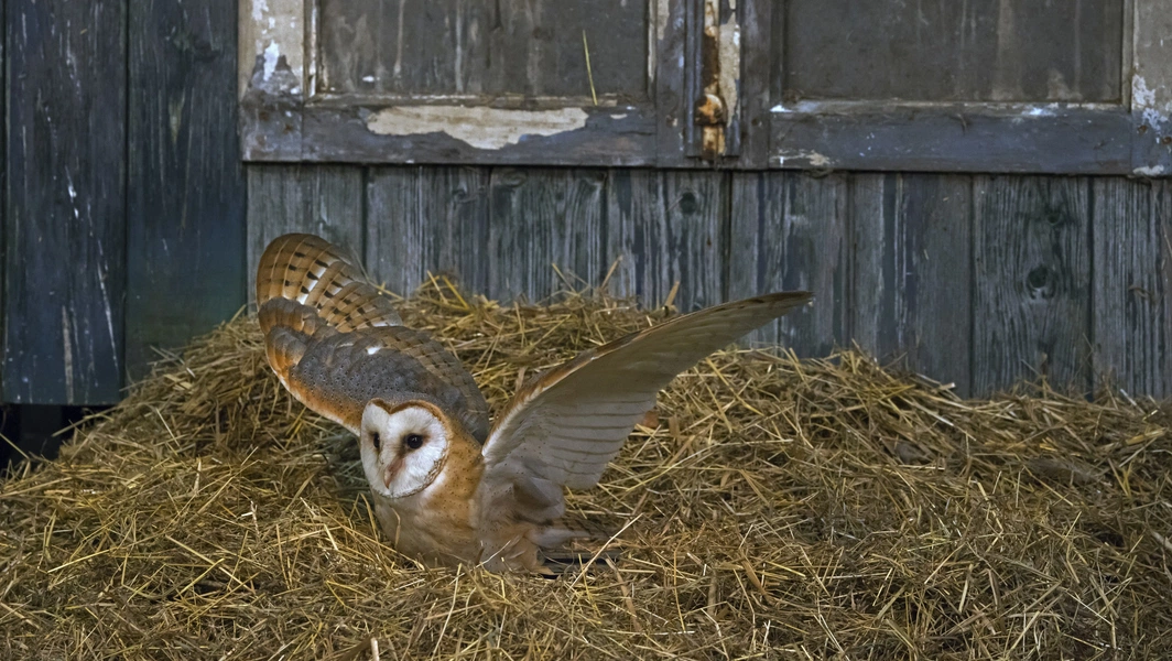 Turn your backyard into an owl haven