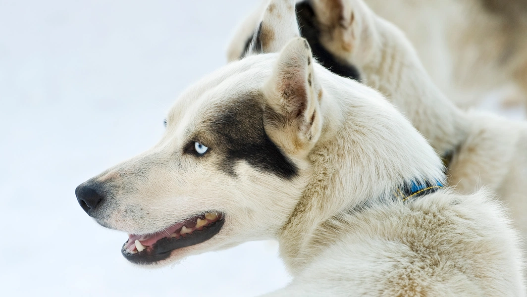 Living happily with your Alaskan Malamute