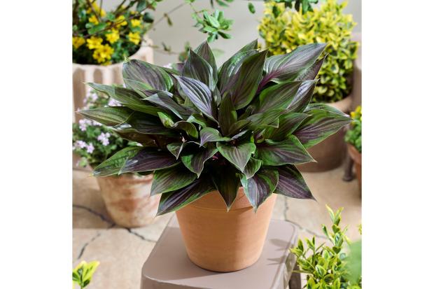 'Exceptional' new plant wins prestigious plant of the year award