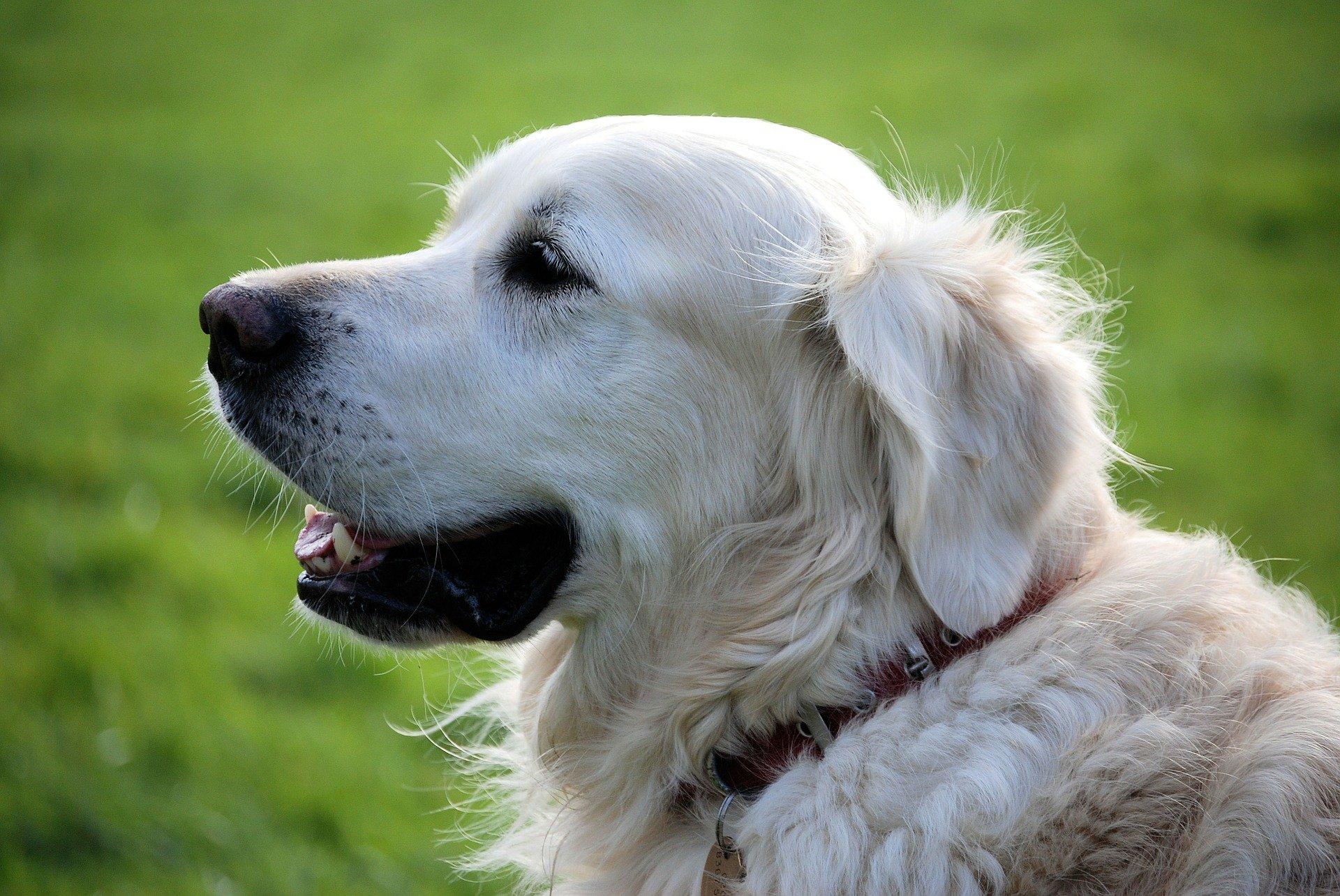 'Our cars are like ovens' - MP makes plea to keep pets safe in warm weather