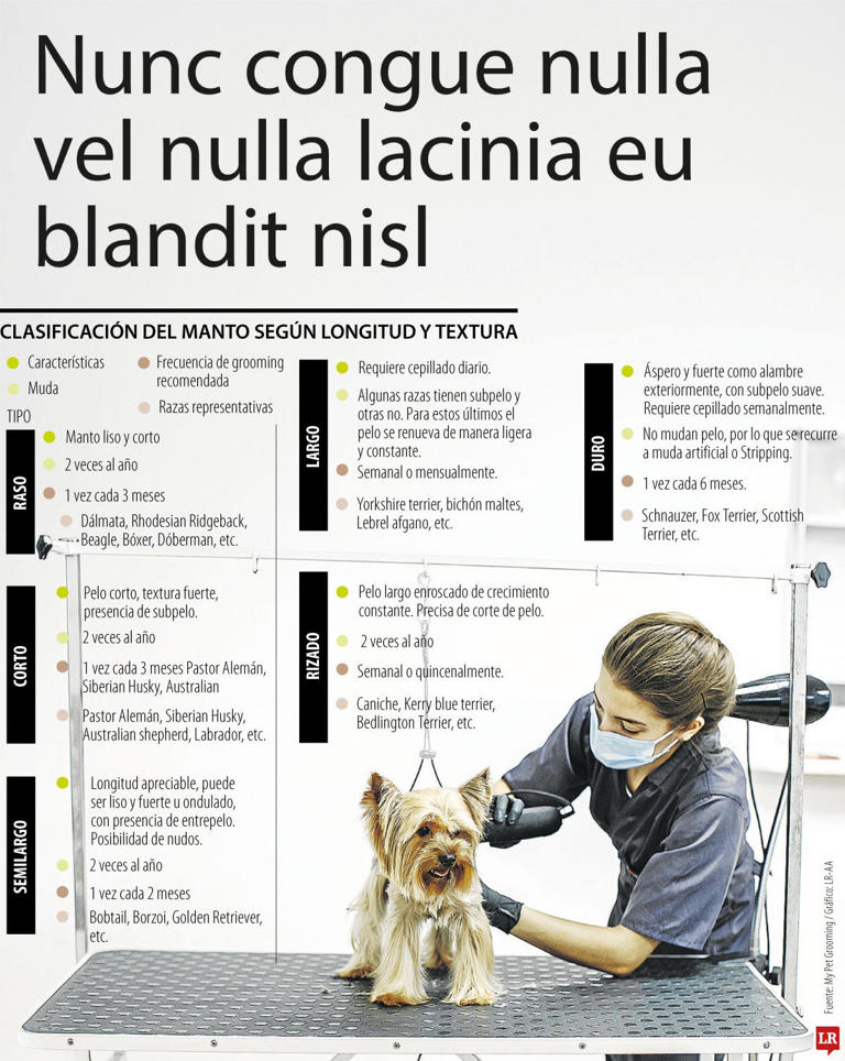 Así funciona el grooming canino, la salud del perro más allá de la estética