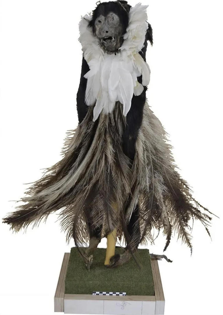 Descubren en Argentina una extraña momia de mono vestida con plumas que ...