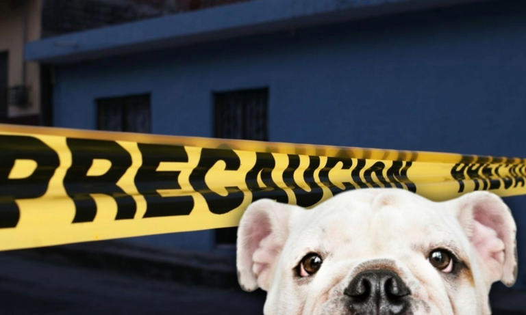 Un perro inició un tiroteo e hirió a un conductor tras dispararle con ...