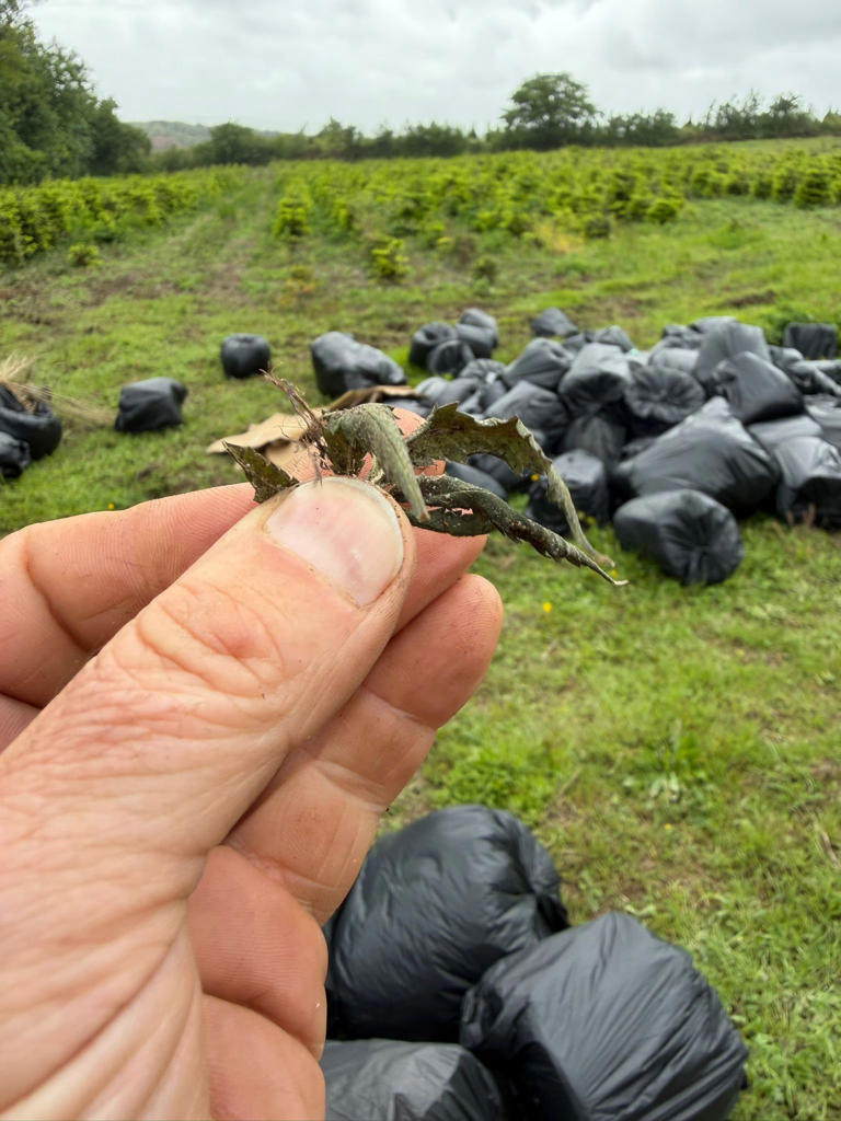 Farmer finds 80 bin bags stuffed with cannabis plants on land