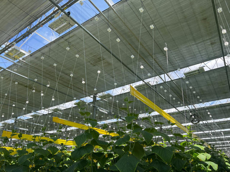 The hot pink glow seen from space: Why these Ontario greenhouse lights ...
