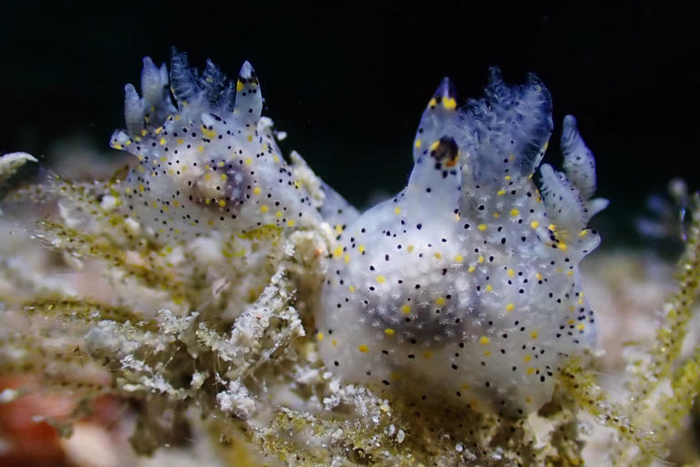 Nabij Taiwan is een zeenaaktslak gevonden die kleiner is dan 3 millimeter