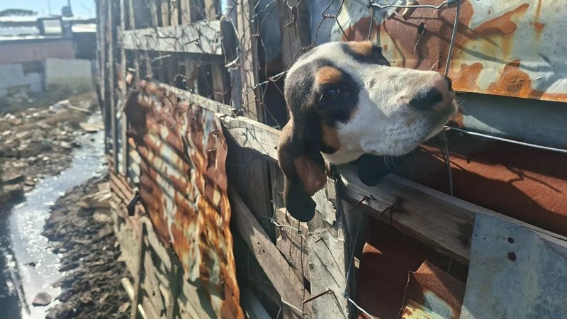 SPCA saves 24 dogs from neglect in Dunoon and aids a child in distress