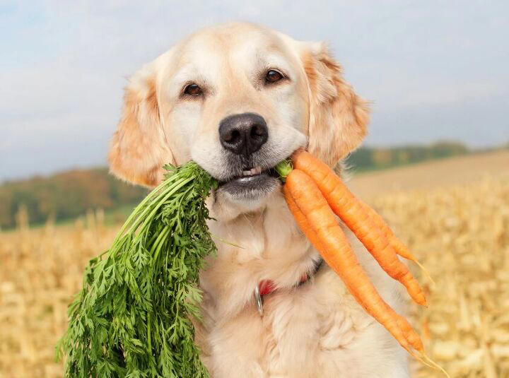 8 people foods your dog can eat, plus what to never share