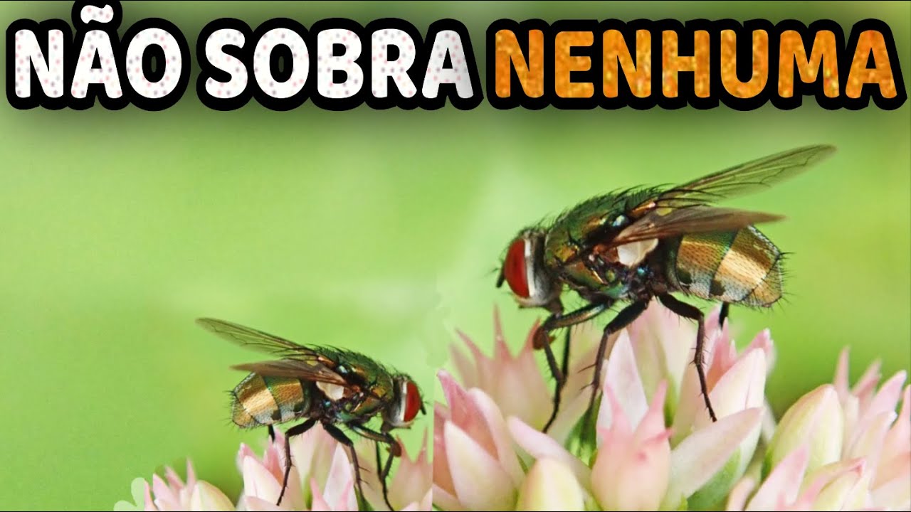 Como eliminar moscas de vez sem veneno e de forma natural