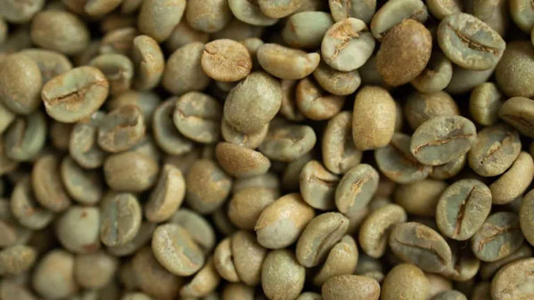 Beyond Arabica: The search for climate-resilient coffee