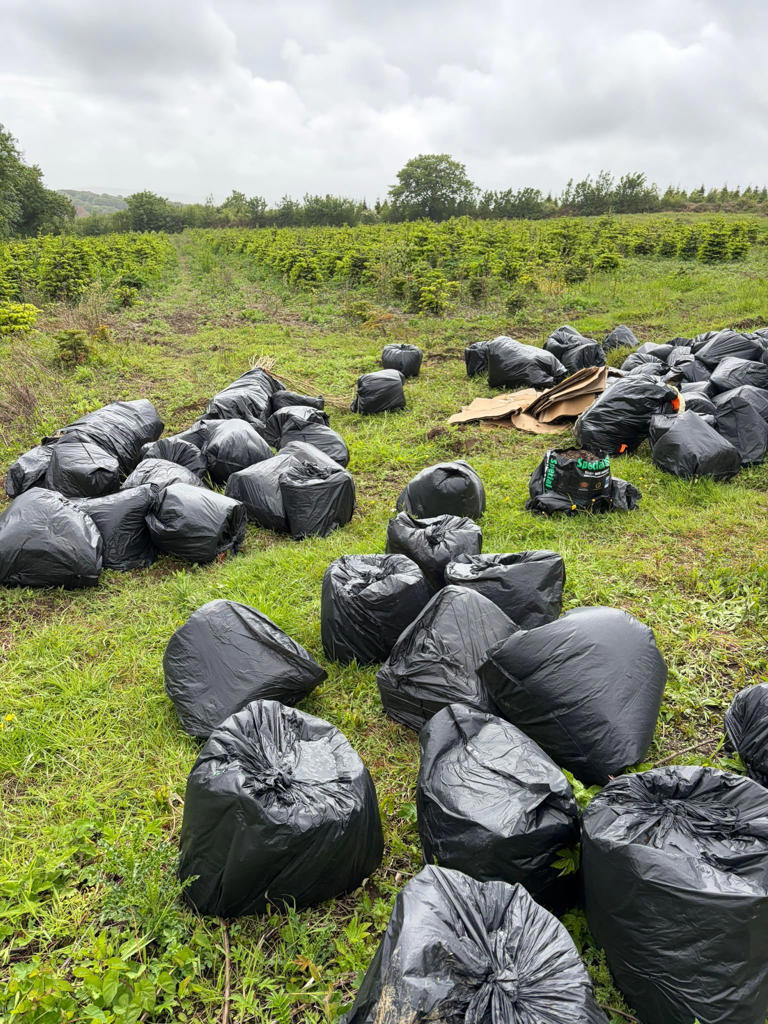Farmer finds 80 bin bags stuffed with cannabis plants on land