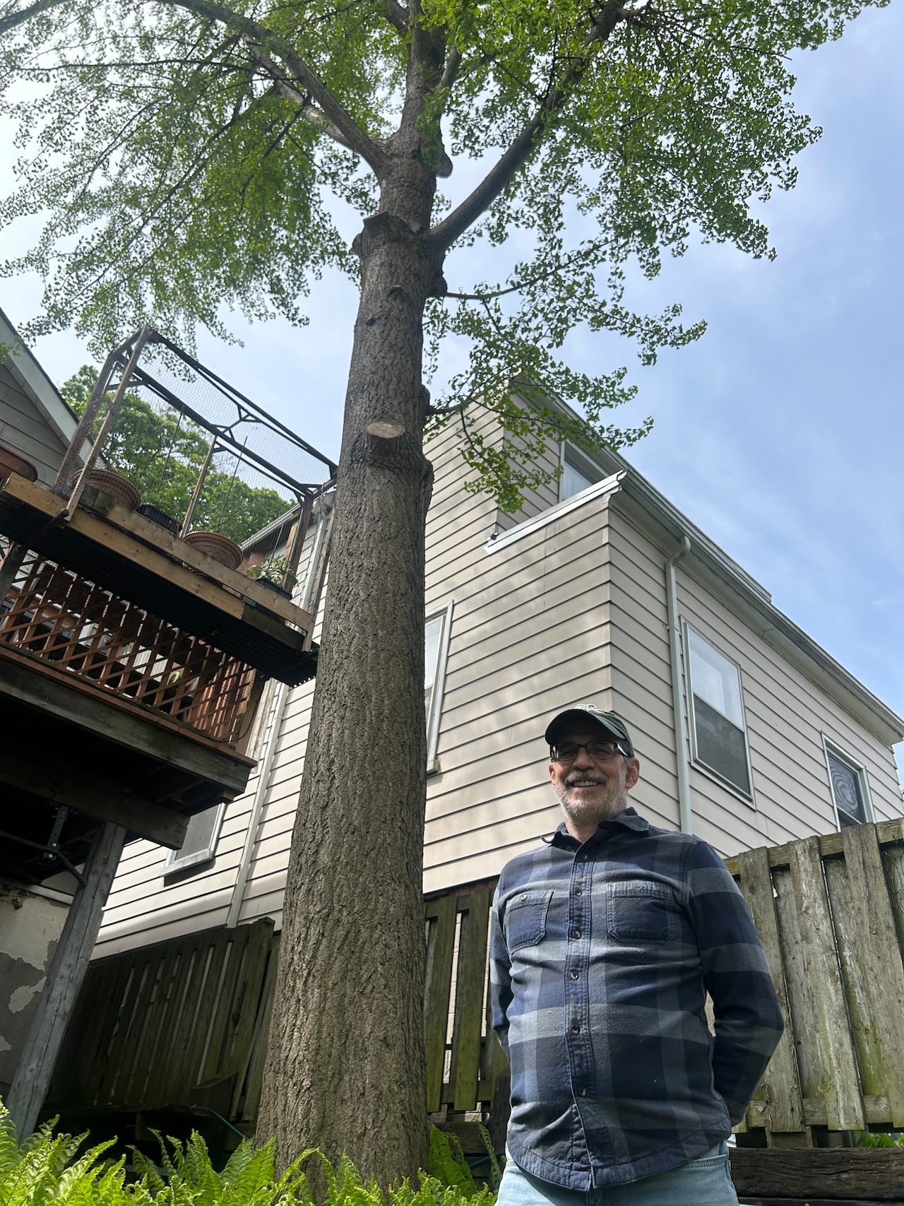 For some residents across Toronto, this tree's fruit is anything but sweet