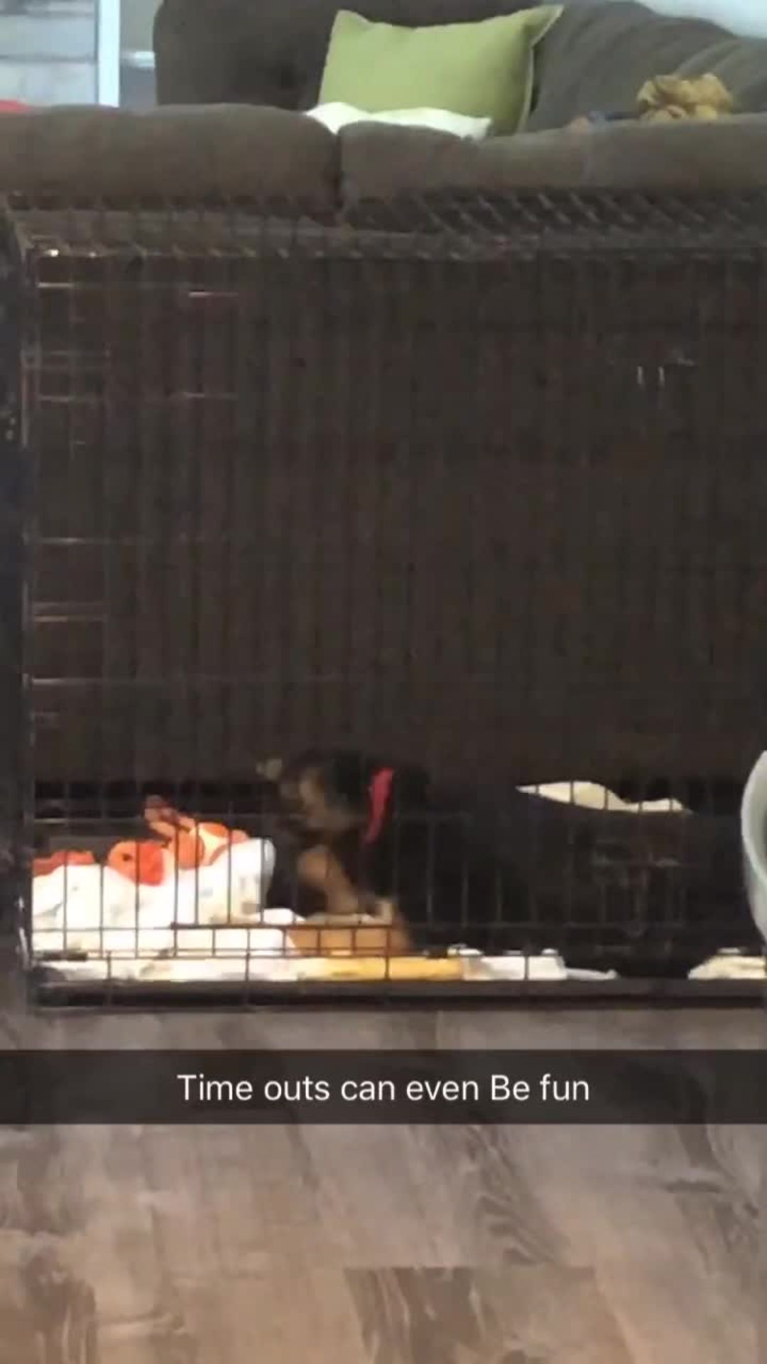 Time outs can be fun: German shepherd training moment