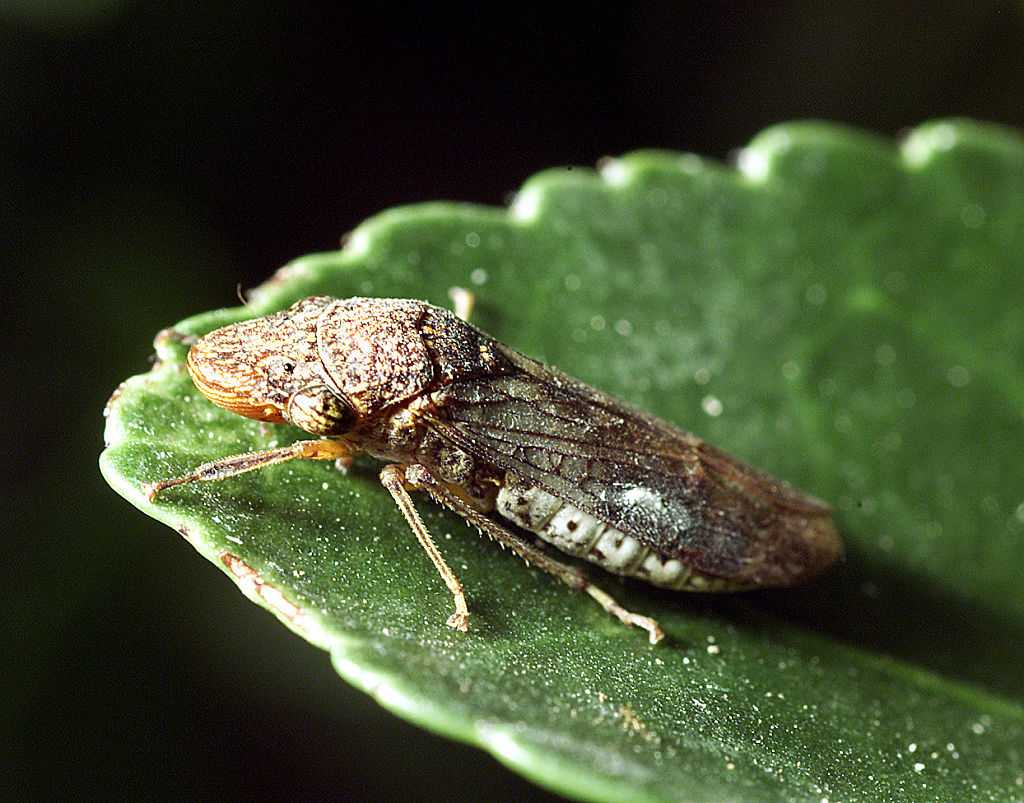 Northern California counties on alert after invasive insect found on ...