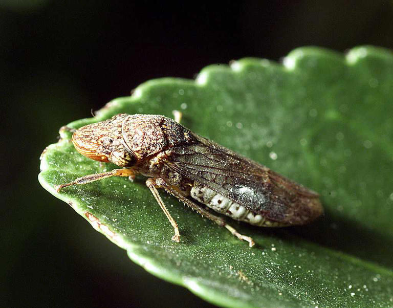 Northern California counties face infestation alert after invasive ...