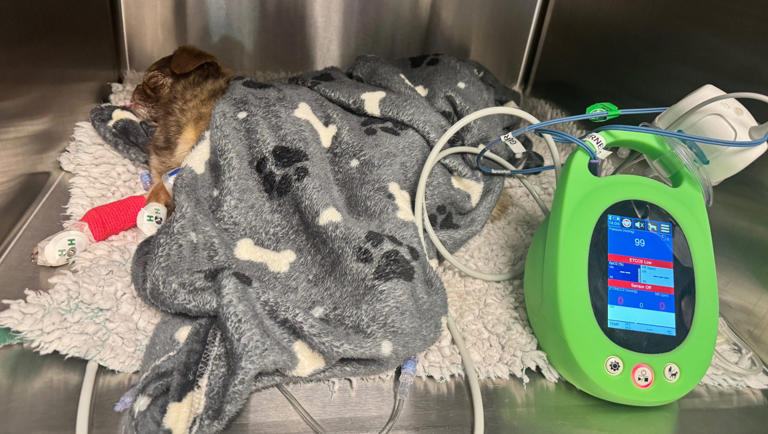 Fans raise £120,000 for famous TikTok dog’s hospital treatment
