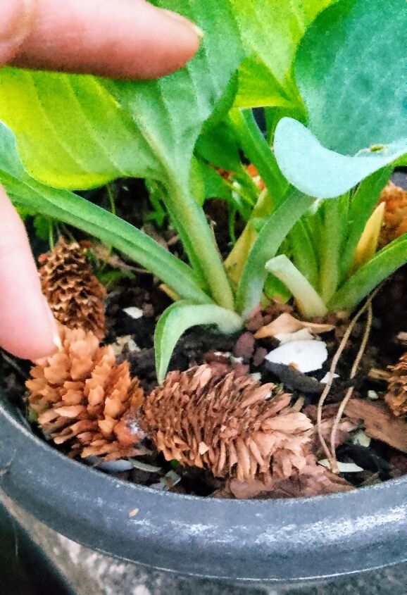 My easy hosta slug control method that really works