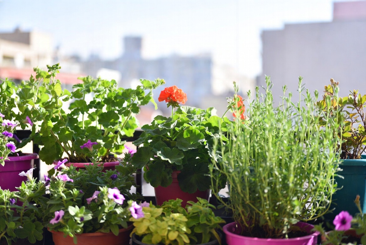 Come evitare che le piante del balcone ingialliscono