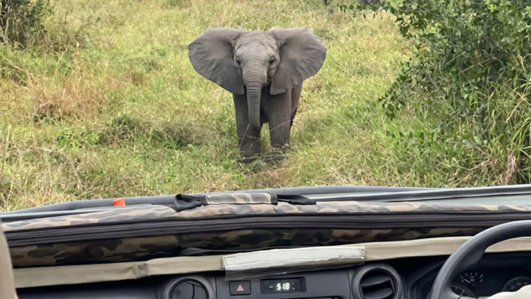 This adorable baby elephant tried to charge at safari tourists then ...