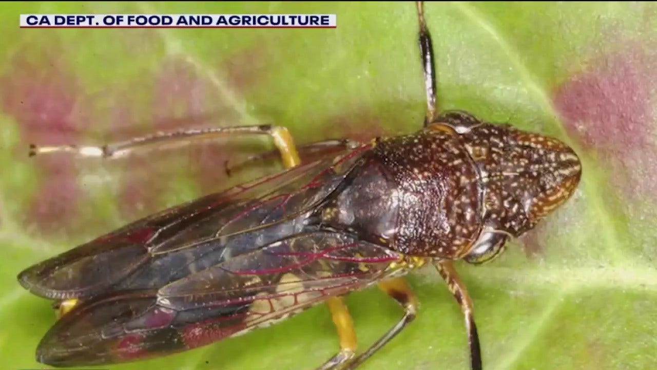 Wine country warned about harmful grapevine pest found on Costco plants