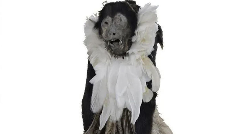 Descubren en Argentina una extraña momia de mono vestida con plumas que ...
